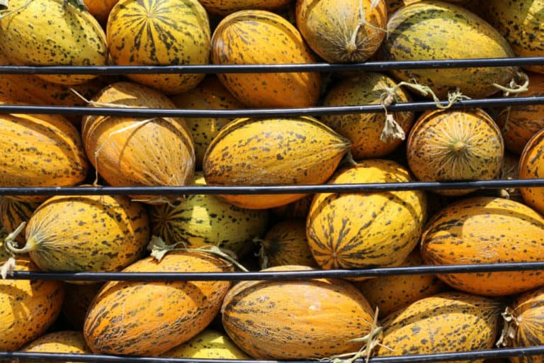 The 31 Types Of Melon Around The World That We Bet You Can't Resist ...