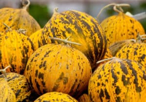 The 31 Types Of Melon Around The World That We Bet You Can't Resist ...