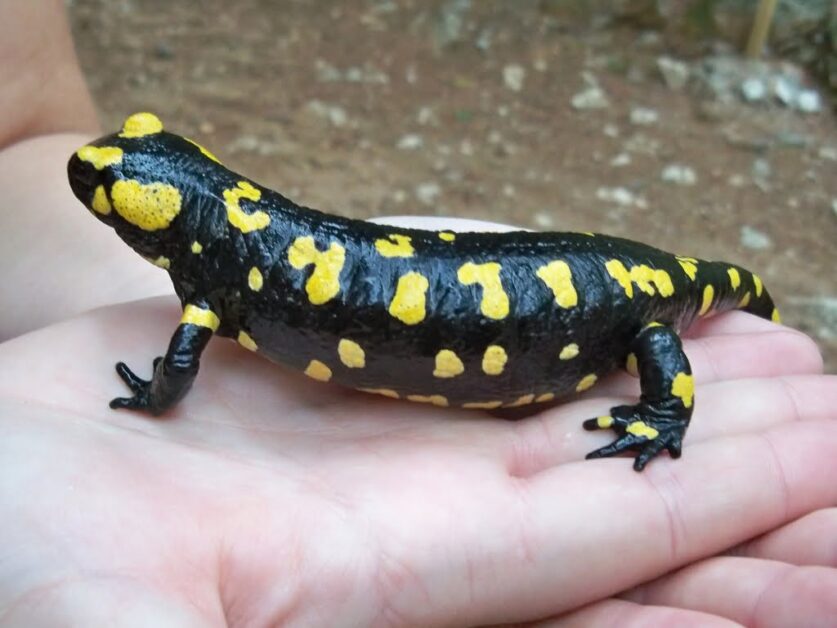 How To Catch A Salamander: Everything You Need To Know! | HobbyKraze