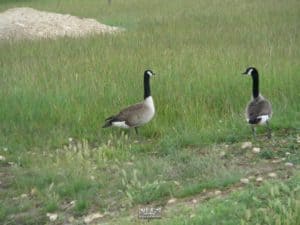 How To Get Rid Of Geese (With No Harm!) | HobbyKraze