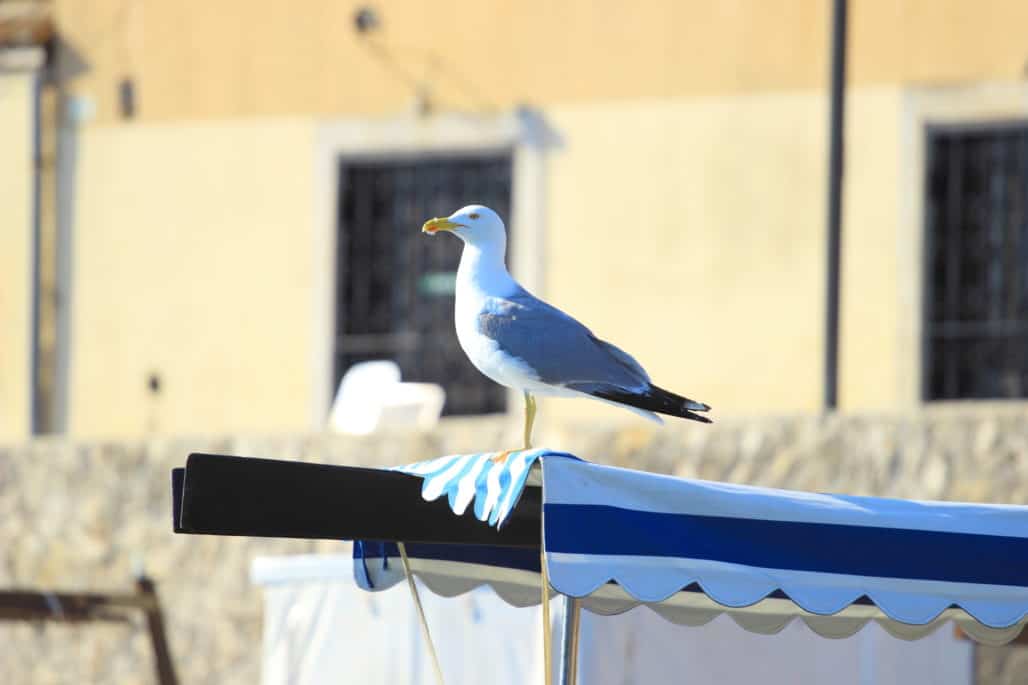 How To Keep Seagulls Off Pontoon Boat
