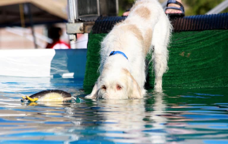 How To Build A Dog Ramp On A Pontoon Boat | HobbyKraze
