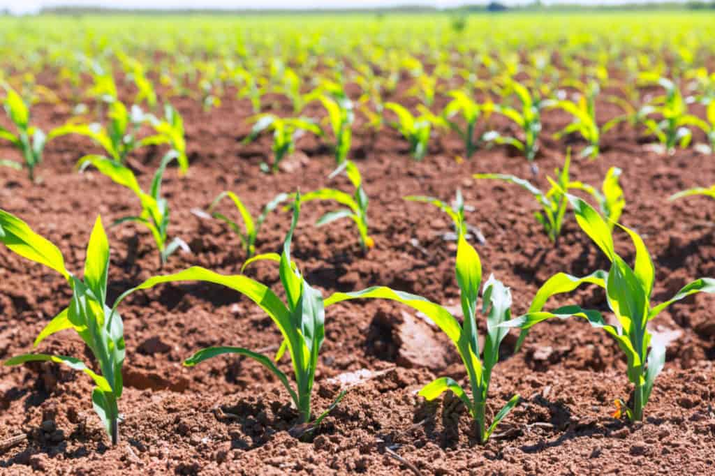 21 Cool Facts About Corn (That Sweetens The Deal!) | HobbyKraze