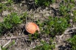Clay Pigeons: What Are They Made Of? - Biodegradability And Safety ...