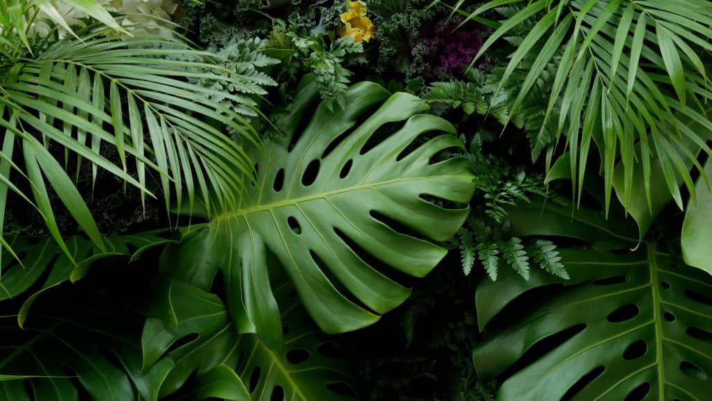 Six Monstera Types And How To Grow Them | HobbyKraze