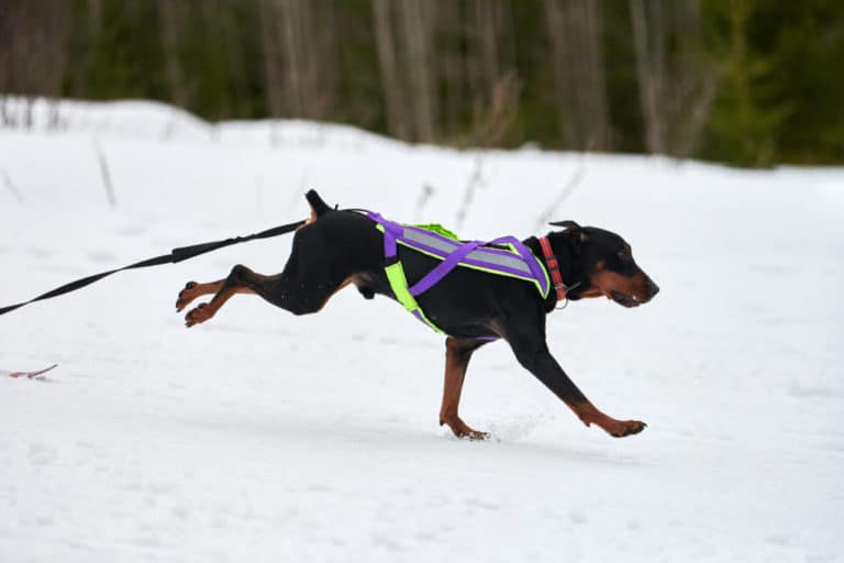 What Is Skijoring? A Complete Guide For CrossCountry Skiing | HobbyKraze
