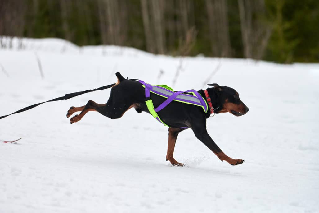 What Is Skijoring? A Complete Guide For CrossCountry Skiing | HobbyKraze