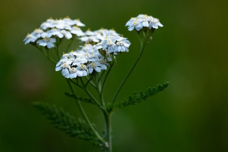 Yarrow Easy Guide: 15 Yarrow Flower Types & How To Grow Them | HobbyKraze