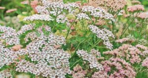 Yarrow Easy Guide: 15 Yarrow Flower Types & How To Grow Them | HobbyKraze