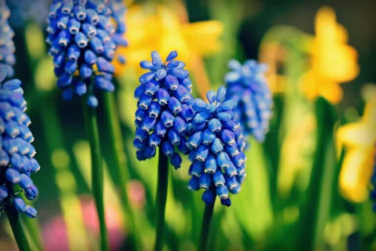 21 Best Hyacinth Types & Easy Guide On How To Grow Them | HobbyKraze