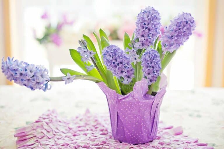 21 Best Hyacinth Types & Easy Guide On How To Grow Them | HobbyKraze