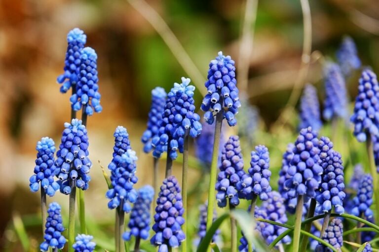 21 Best Hyacinth Types & Easy Guide On How To Grow Them | HobbyKraze