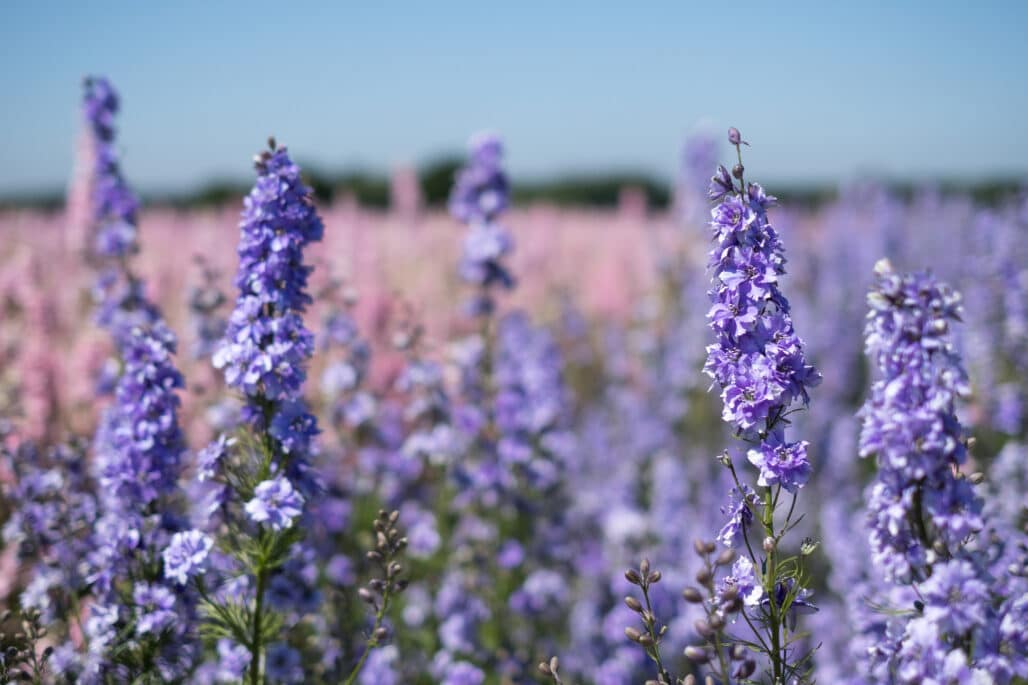 Delphinium 101: Easy Guide To Growing Lovely Delphiniums | HobbyKraze