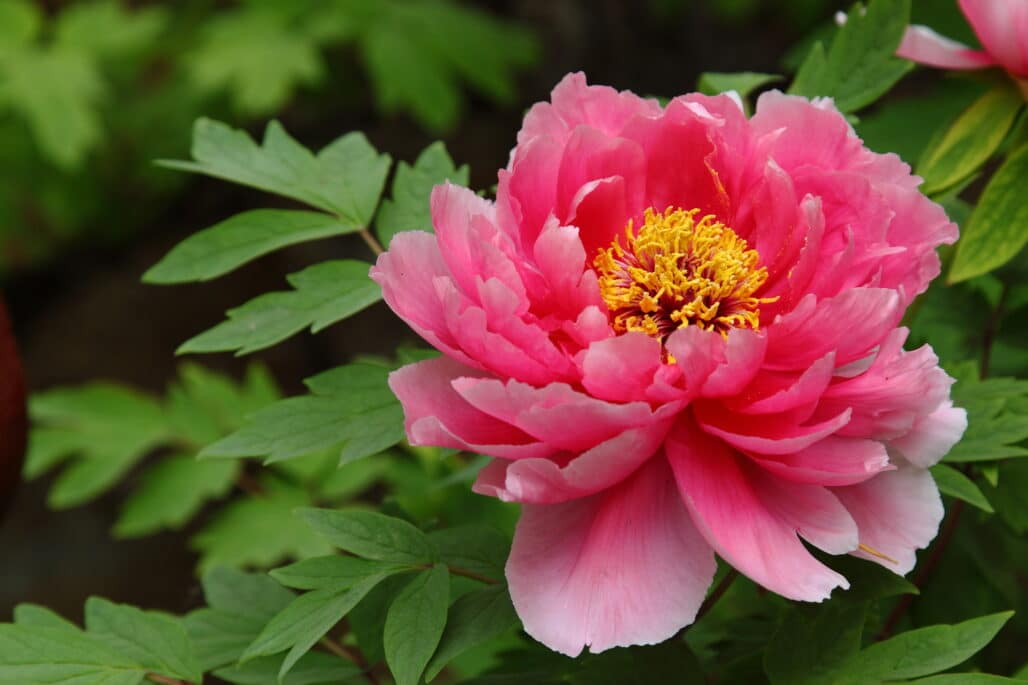 Peonies 101: The Definitive Guide To Growing Peonies | HobbyKraze